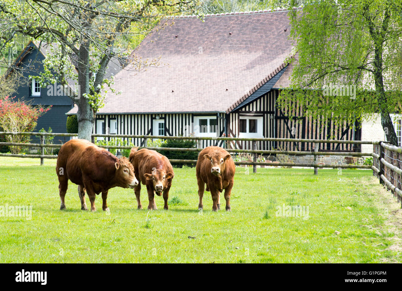 Cattle grazing in farm in Pays d'Auge region of Normandy, France Stock ...