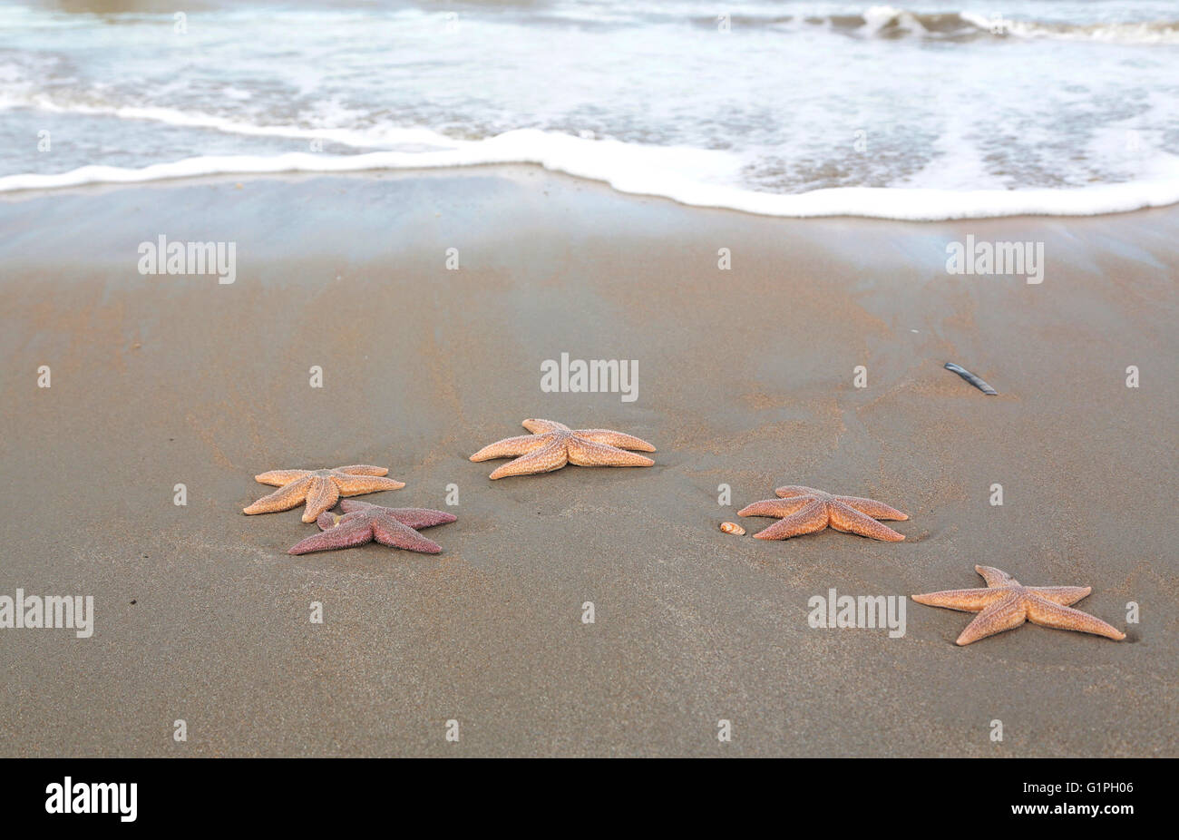 Five starfish on the beach Stock Photo - Alamy