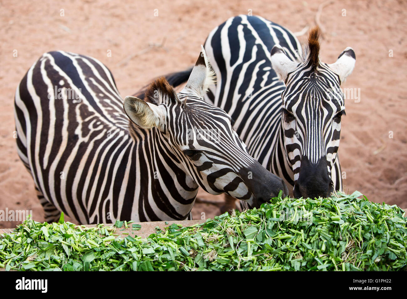 Two Zebra eating morning glory Stock Photo - Alamy