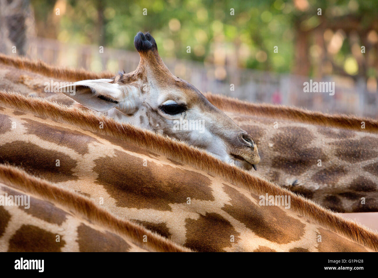 Cute Baby Giraffe look up between group Stock Photo - Alamy