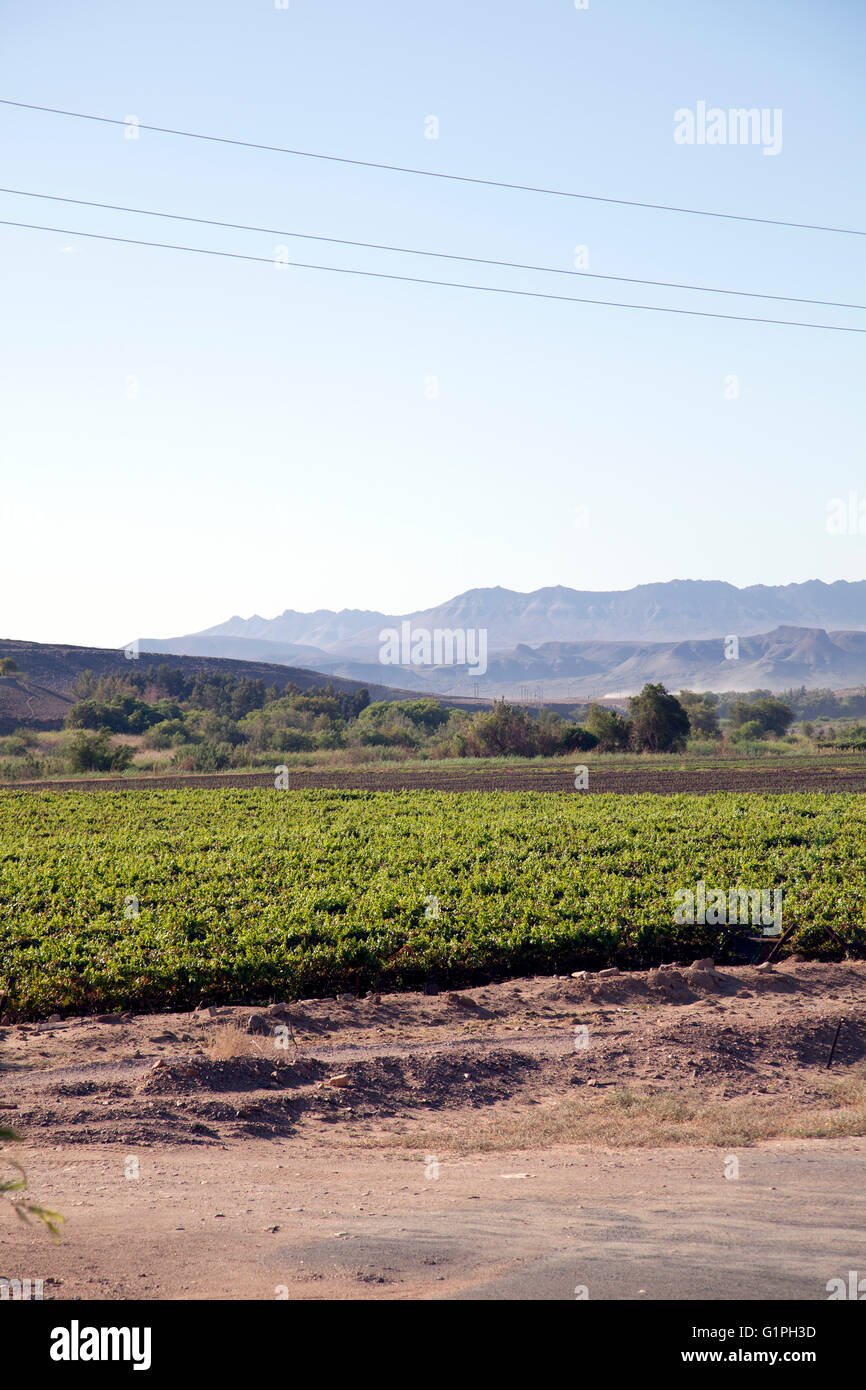 African vines hi-res stock photography and images - Alamy