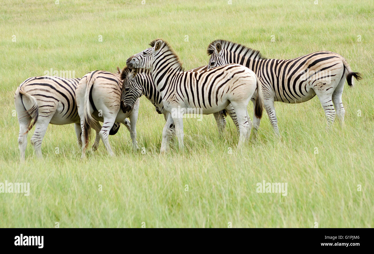 South Africa. Cape Mountain Zebras in a group huddle. Equus zebra zebra ...