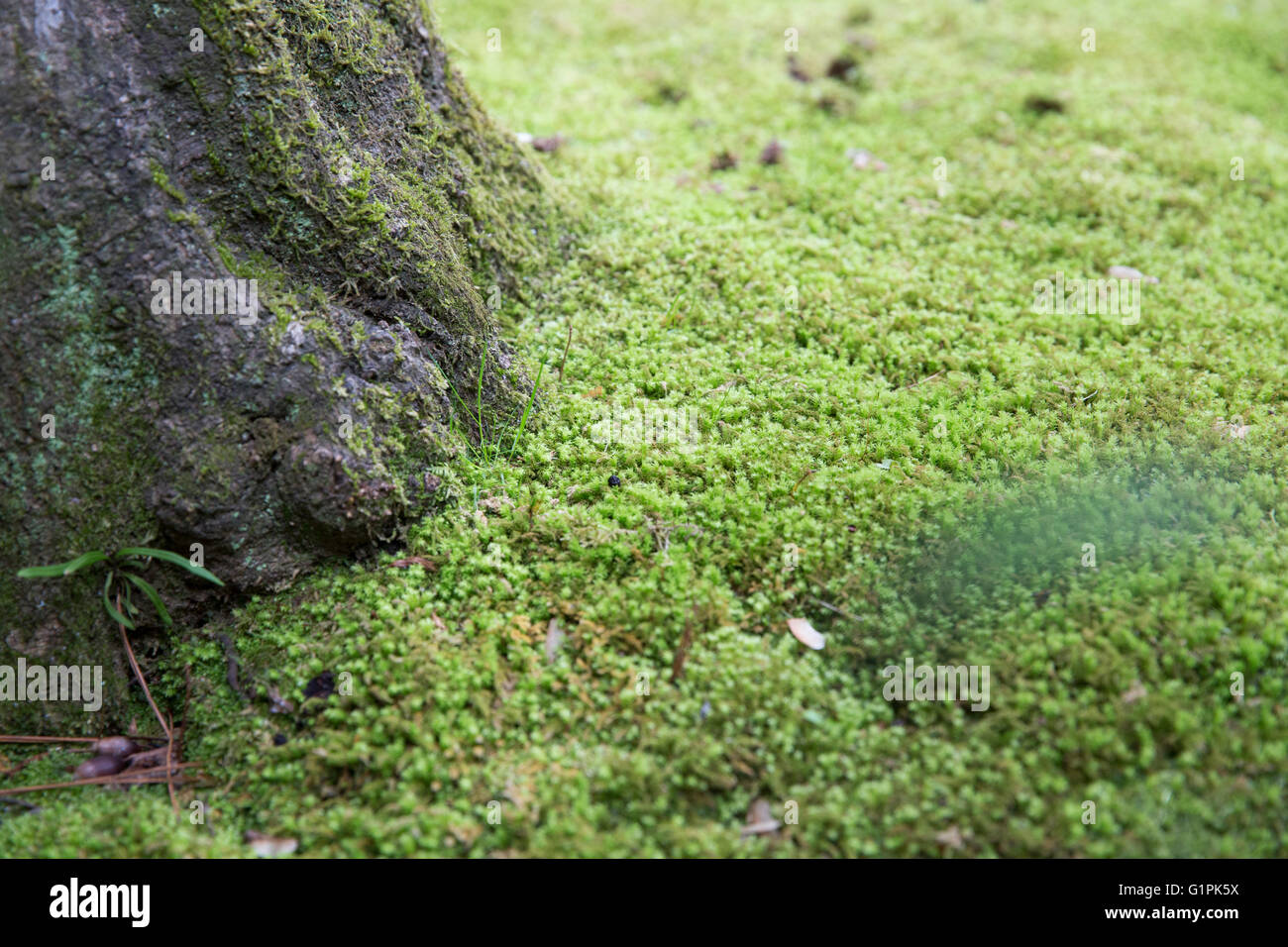 Tree with moss Stock Photo - Alamy