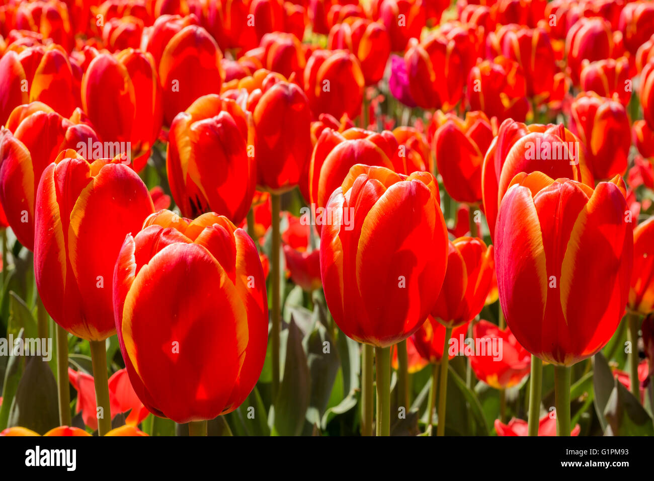 Close up Double Toronto Tulips, Cheekwood Gardens, Nashville, Tennessee ...