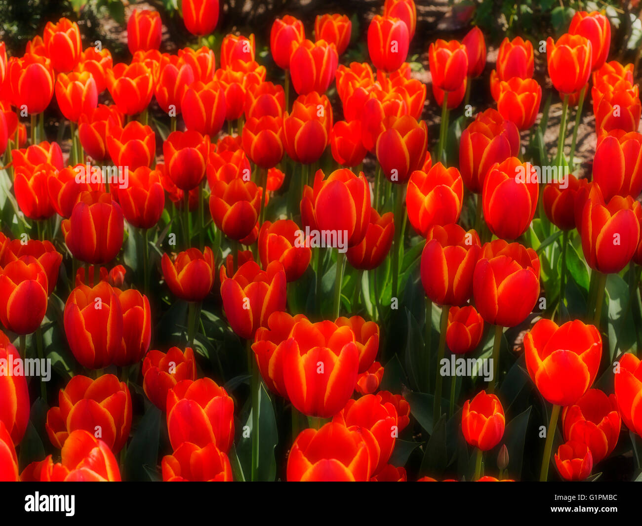 Toronto Double tulips in bloom soft focus, Cheekwood Gardens, Nashville ...