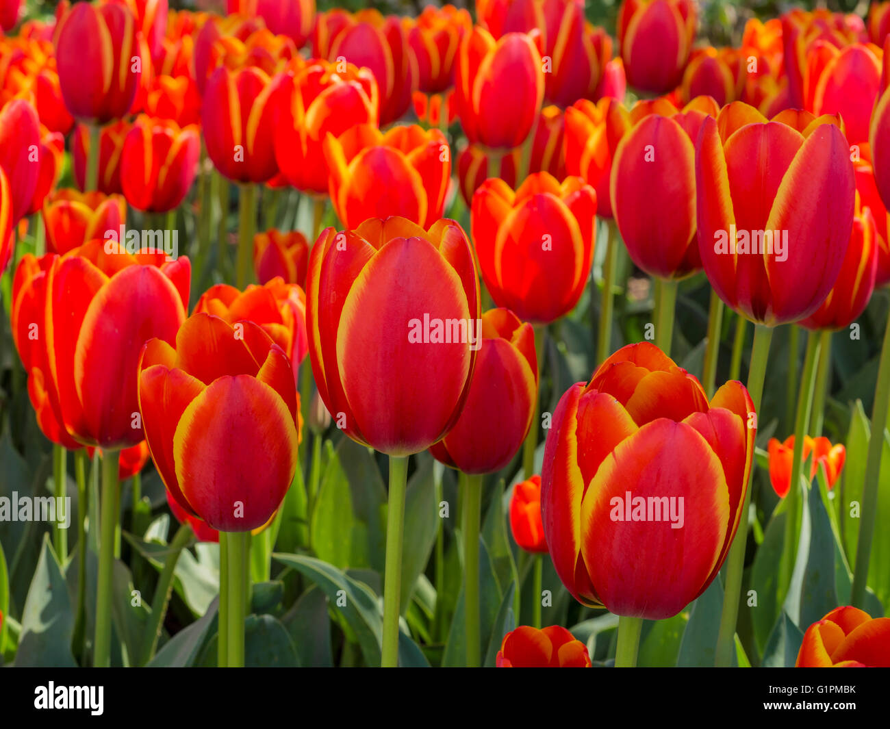 Double Toronto tulips, Cheekwood Gardens, Nashville, Tennessee Stock ...
