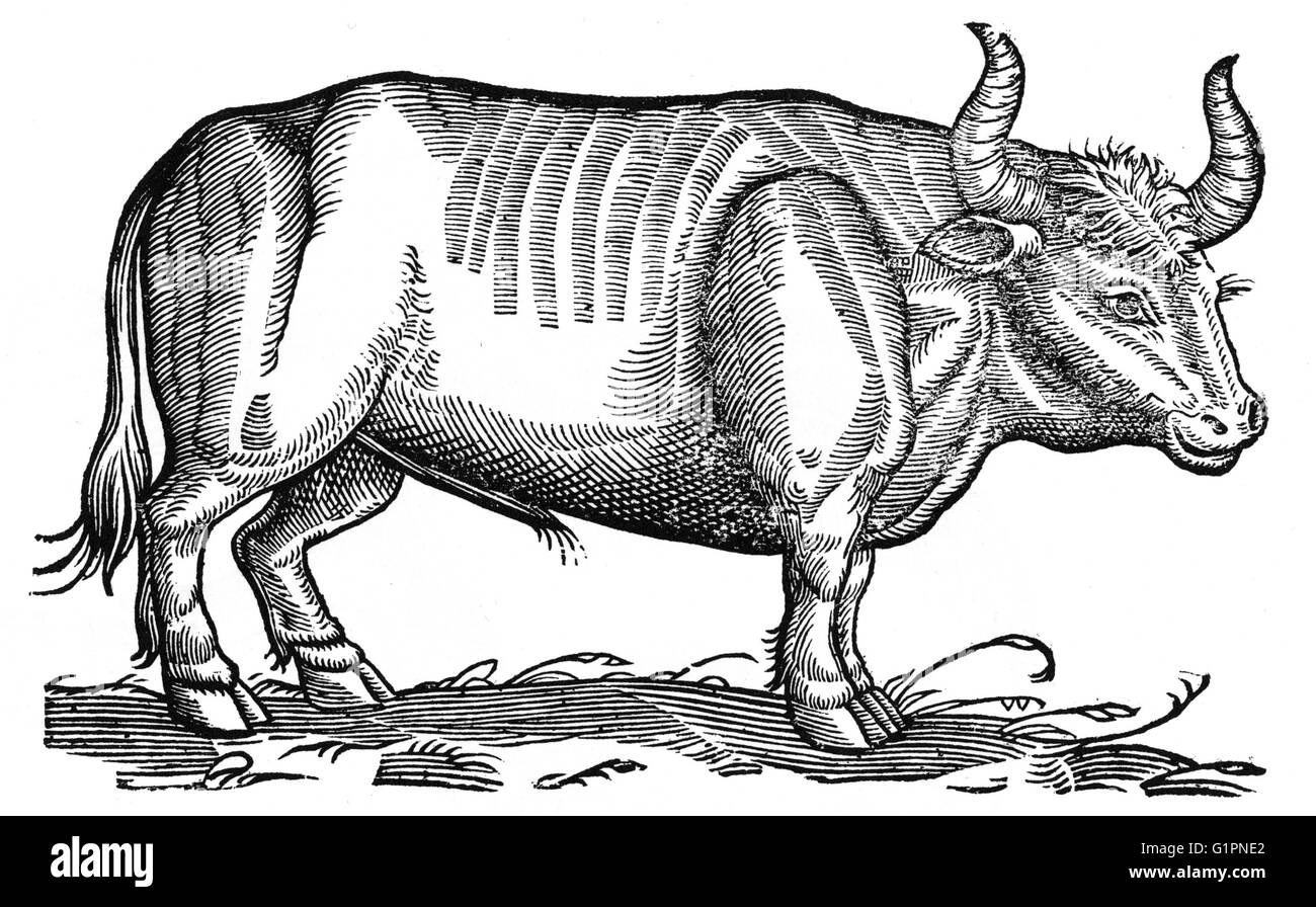 AUROCHS, 1607. Woodcut from Edward Topsell's 'The History of Four ...