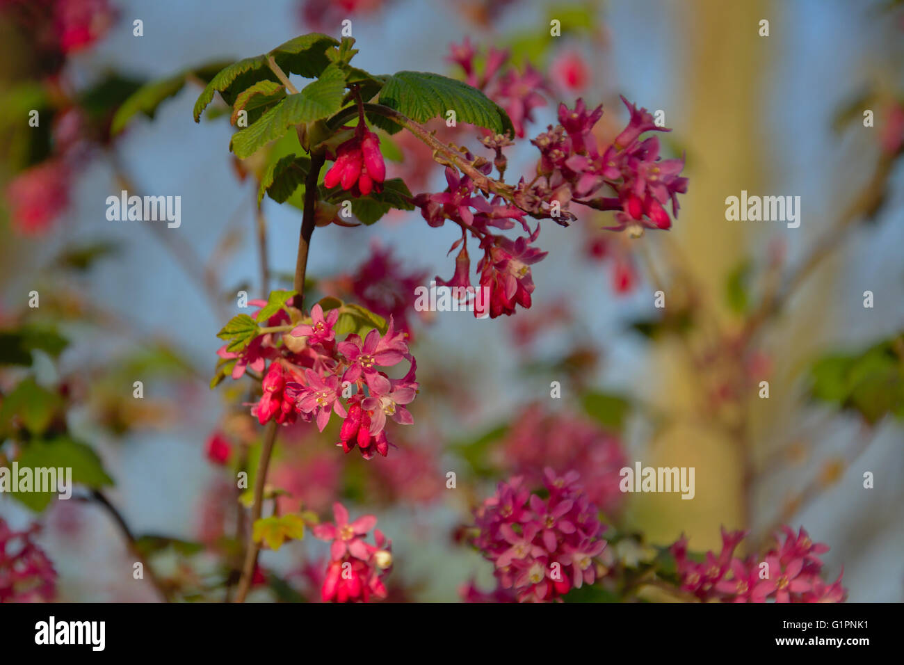 Pink spring flowers Stock Photo - Alamy