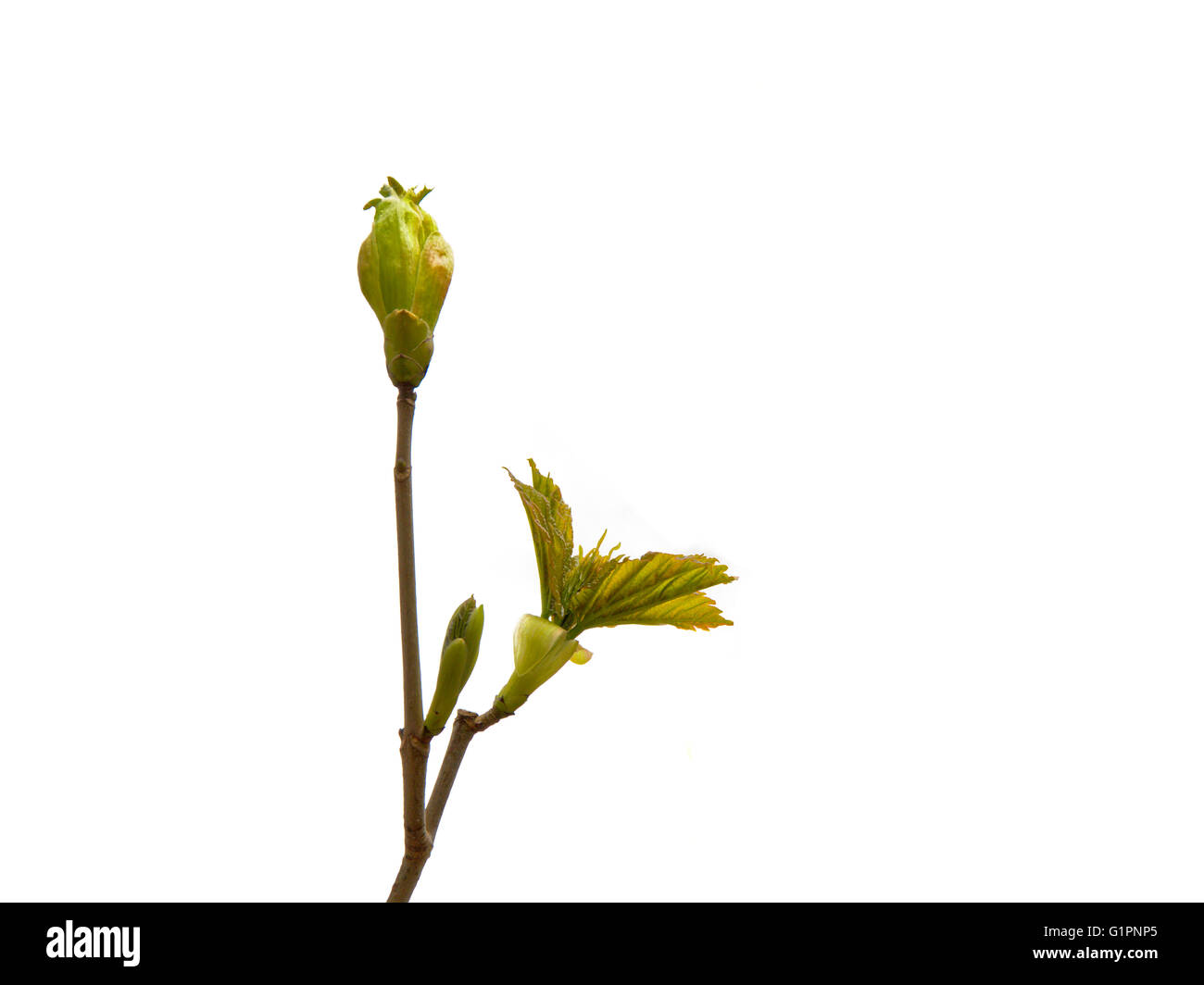 Sprouting leaves, isolated on white background Stock Photo - Alamy