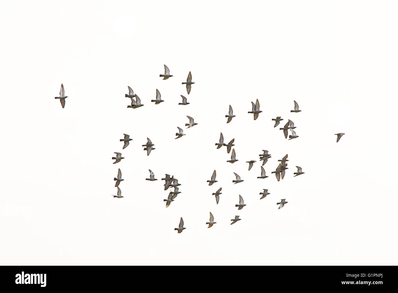 Flock pigeons birds fly Cut Out Stock Images & Pictures - Alamy