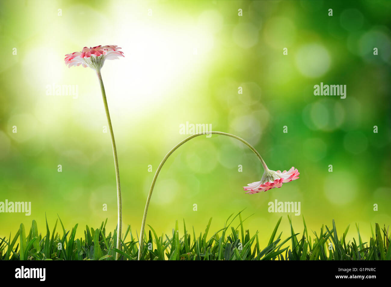 Comparison emotional and social exclusion concept. With two flowers ...