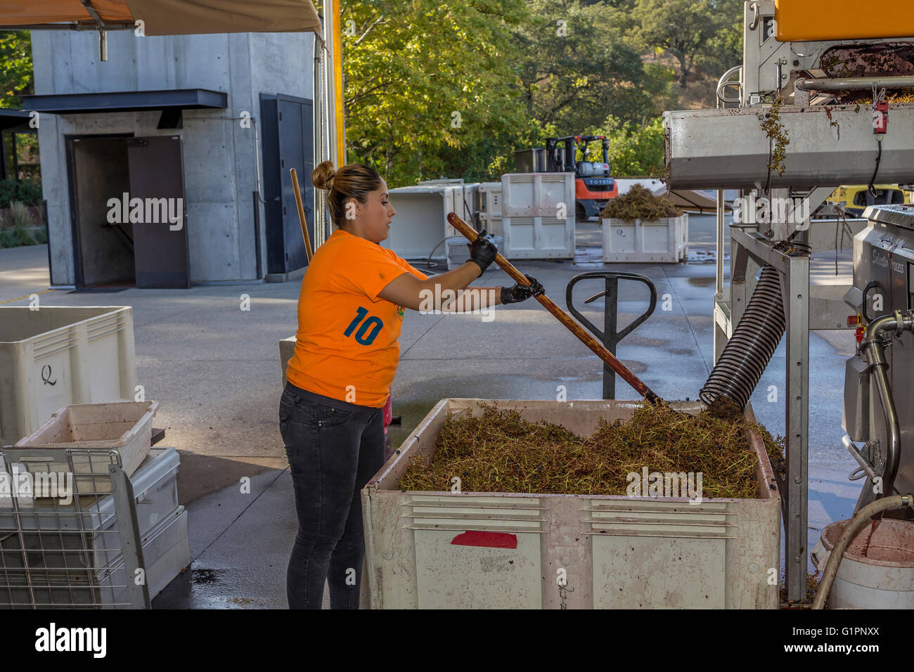 Worker destemming grape, crush pad, Quintessa, Rutherford, Napa Valley ...