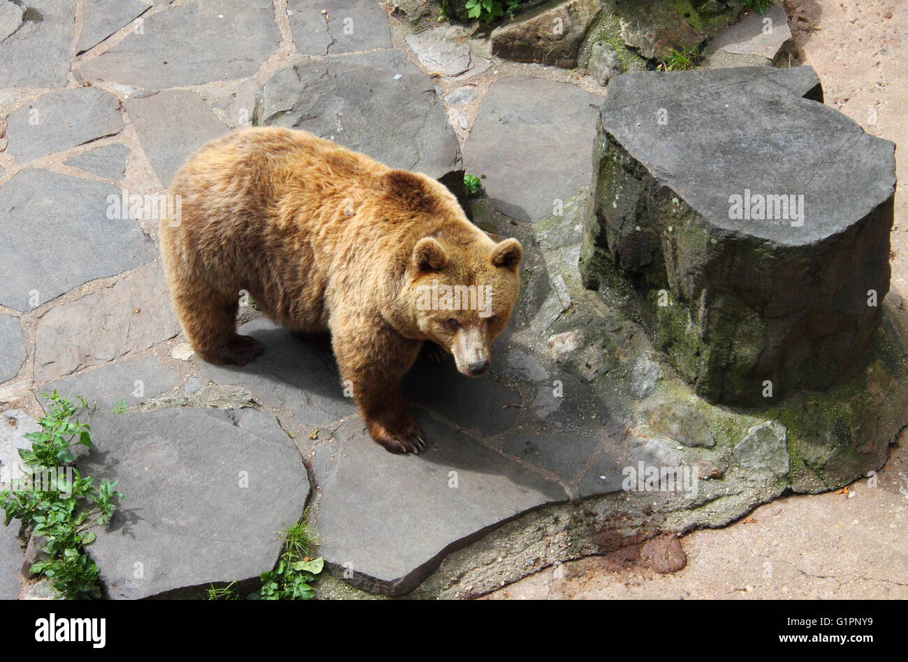 Brown bear in a zoo, standing in an staring pose Stock Photo - Alamy