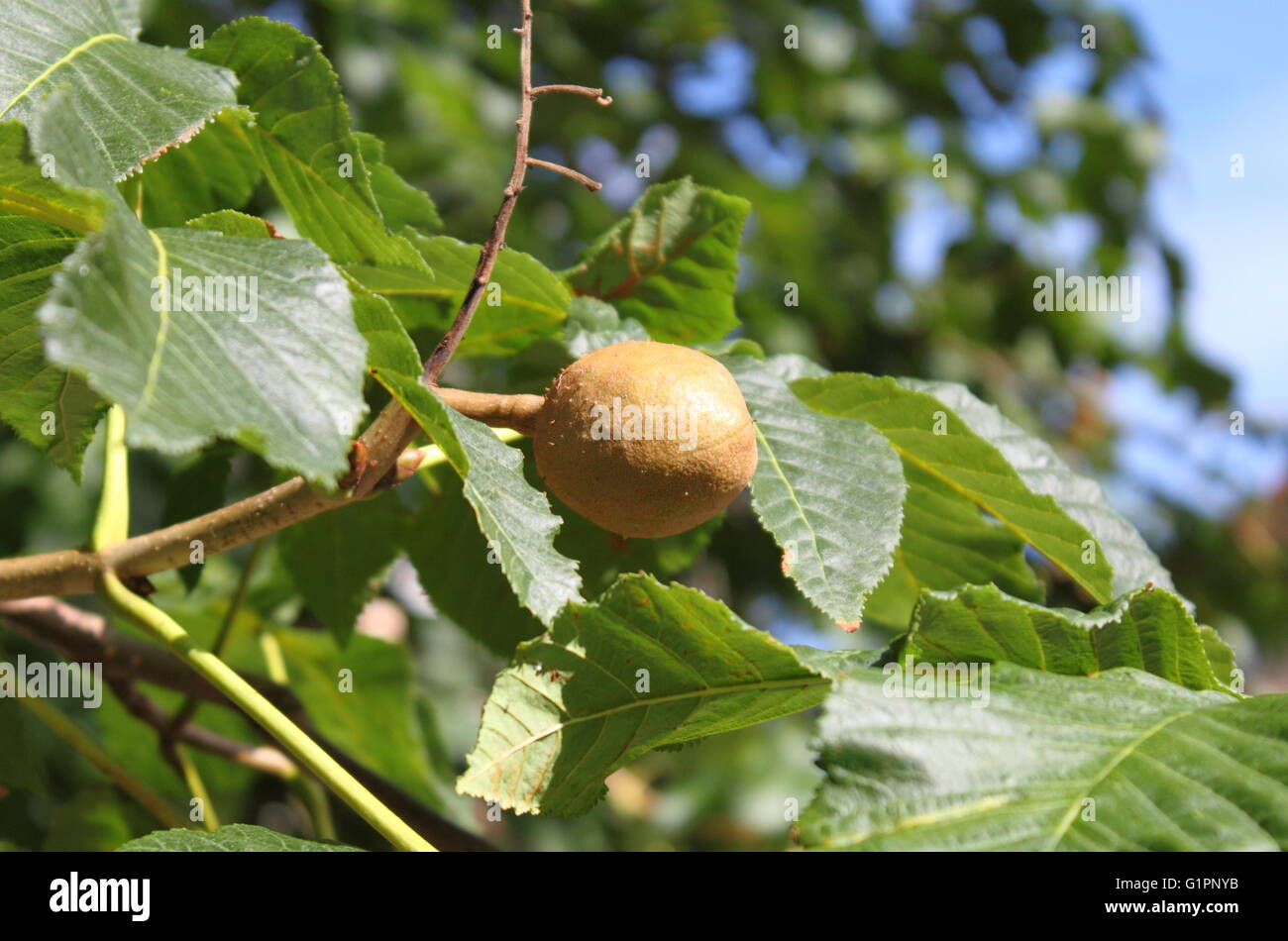 Pecan trees hi-res stock photography and images - Alamy