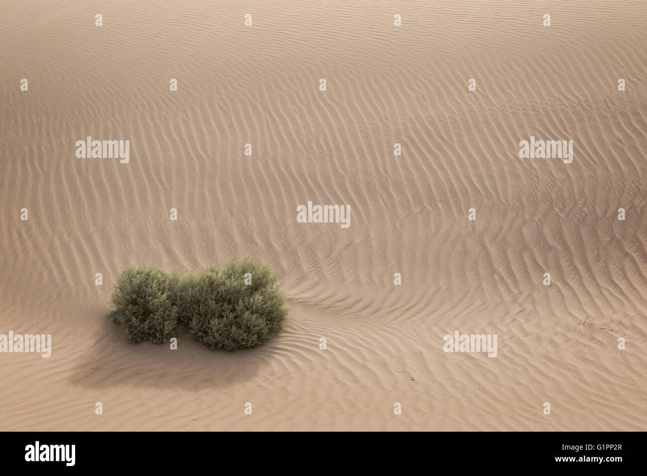 Lonely bush in the desert Stock Photo - Alamy