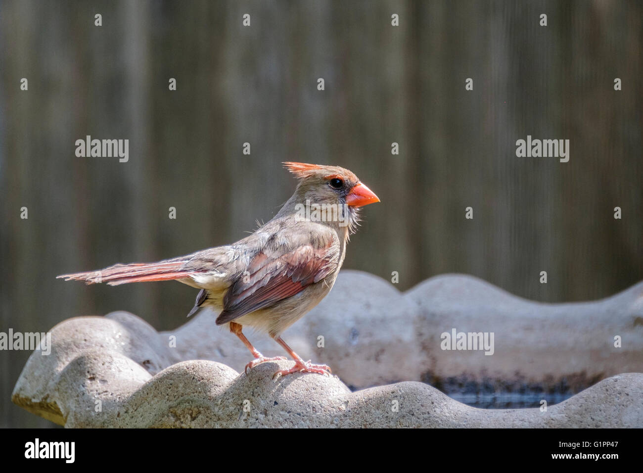 Northern cardinal drinking water hi-res stock photography and images ...
