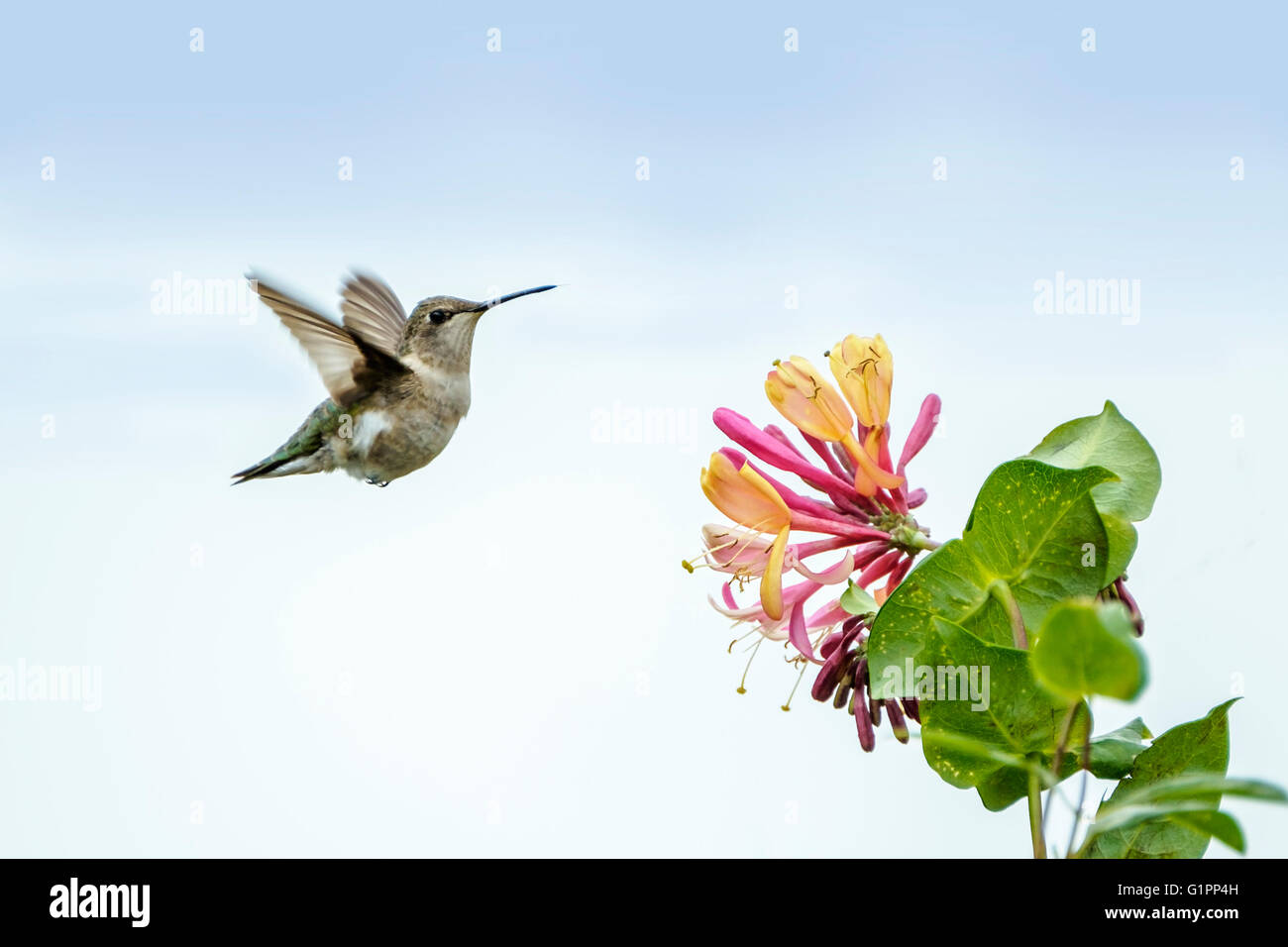 Hummingbird honeysuckle hi-res stock photography and images - Alamy