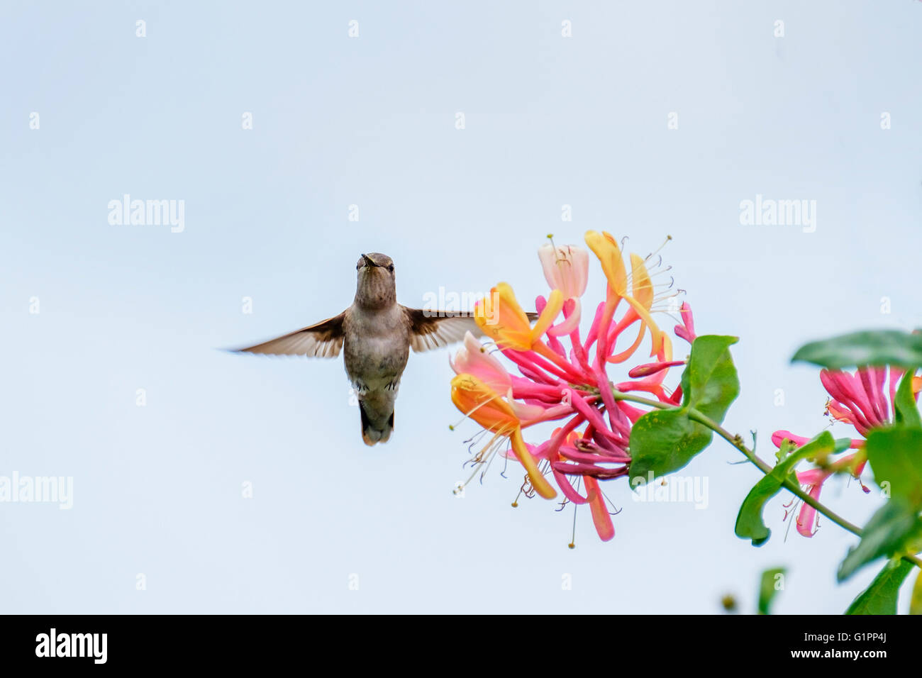 Hummingbird honeysuckle hi-res stock photography and images - Alamy