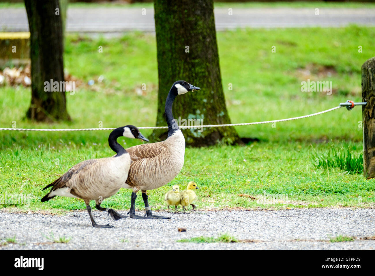 Canada Geese parents, Branta canadensis, tend their two goslings Stock ...