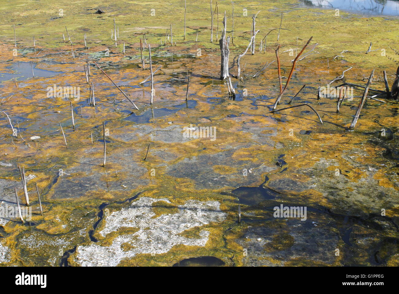 Thermal pool in Rotorua, New Zealand. A hot pool with a lot of algae ...