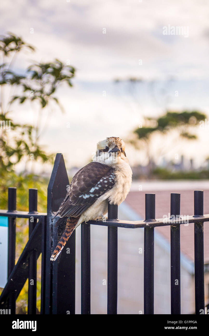 Cast iron railing hi-res stock photography and images - Alamy