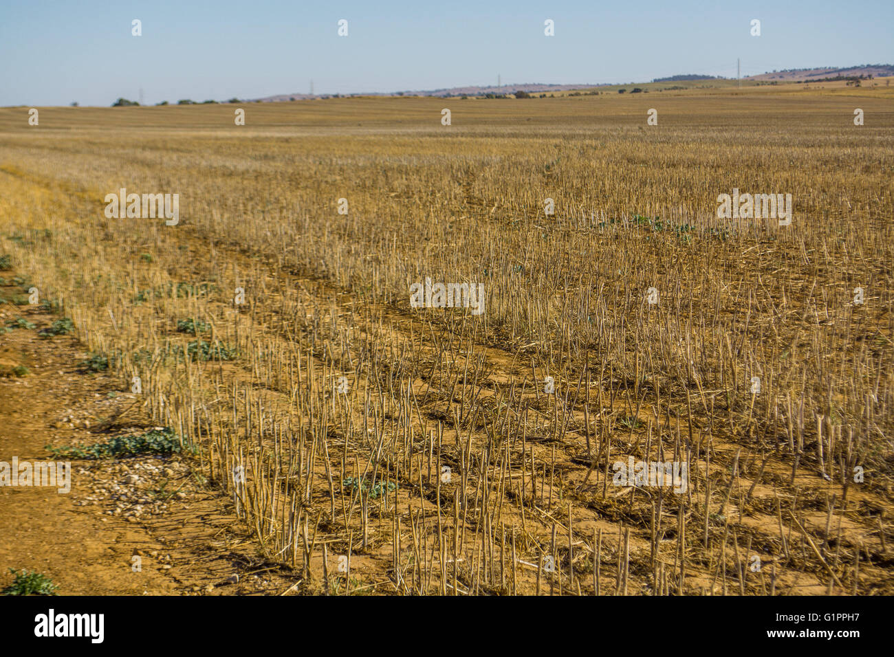 Wheat field in Australia's wheat belt Stock Photo - Alamy