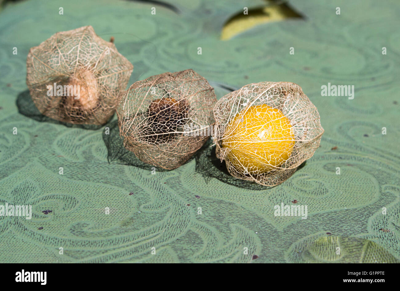 Chinese gooseberry family hi-res stock photography and images - Alamy