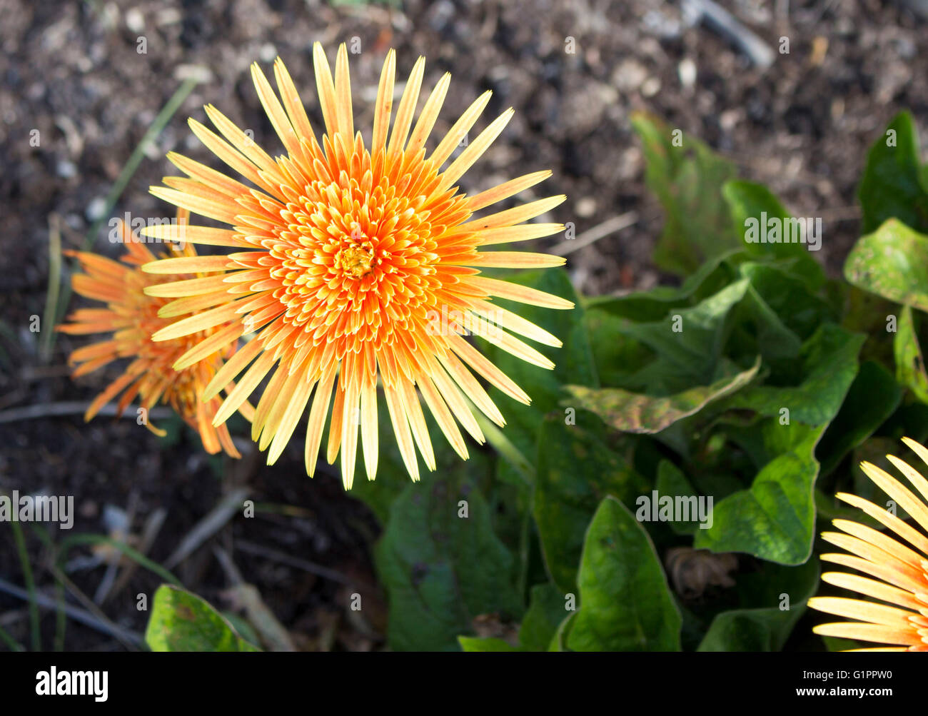 Double gerbera hi-res stock photography and images - Alamy