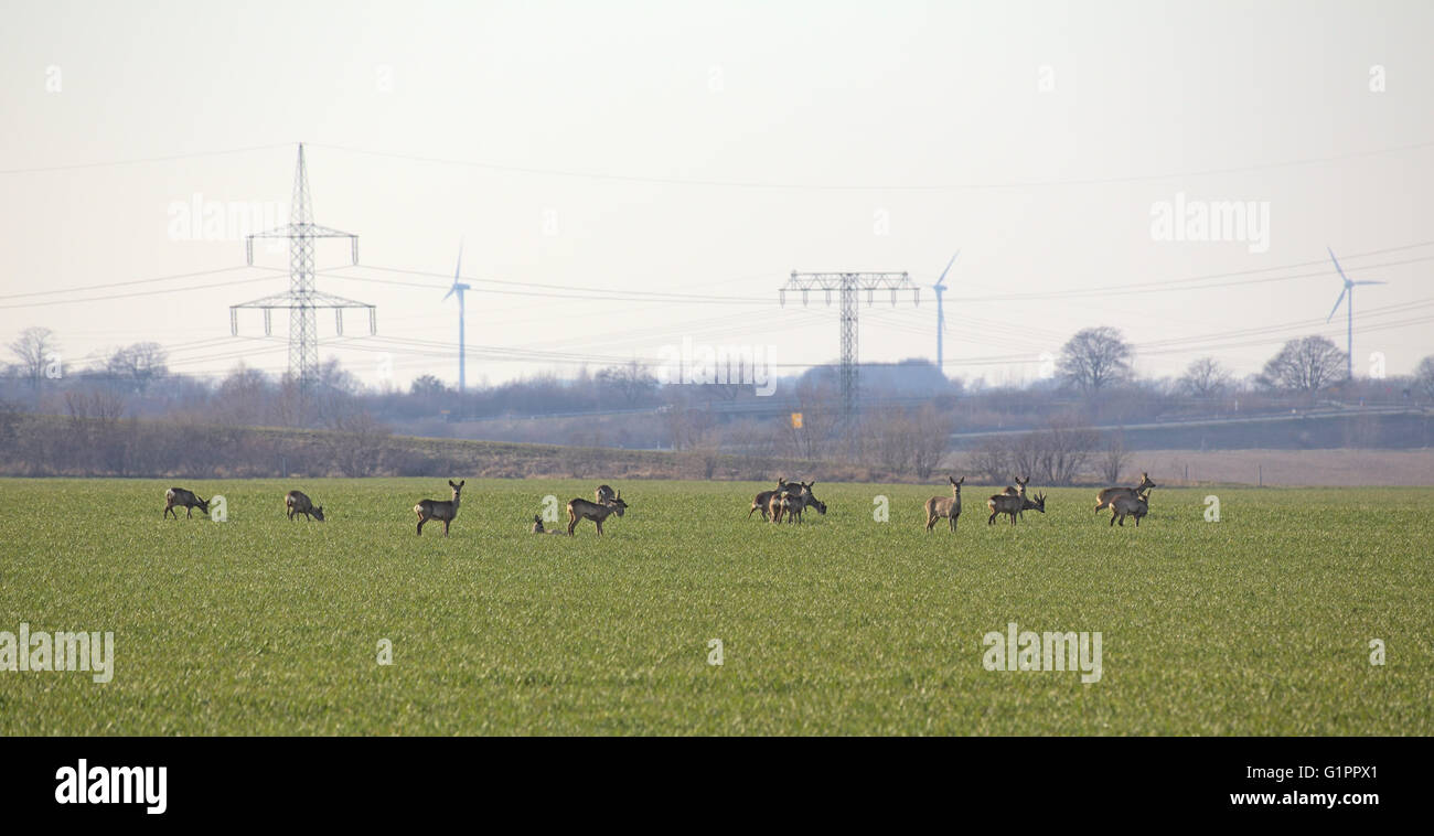 Deer herd on green grass hi-res stock photography and images - Alamy