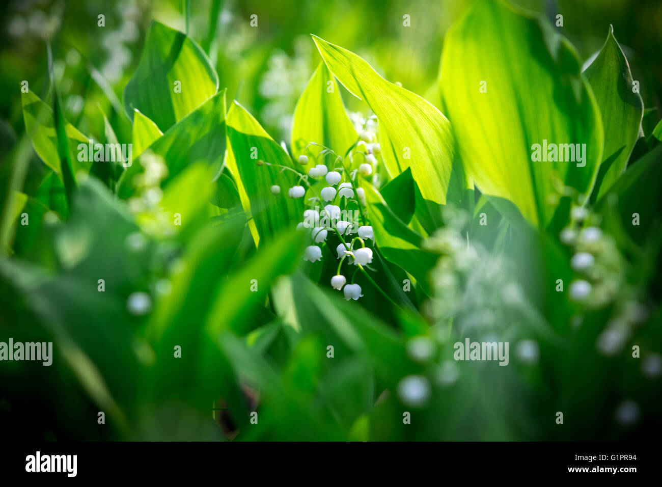 beautiful Forest landyshi- thick fragrant thickets of delicate flowers ...