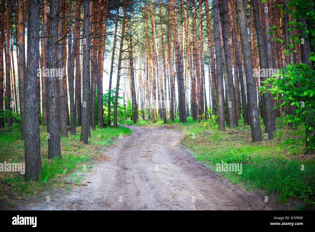 Path grass forest hi-res stock photography and images - Alamy