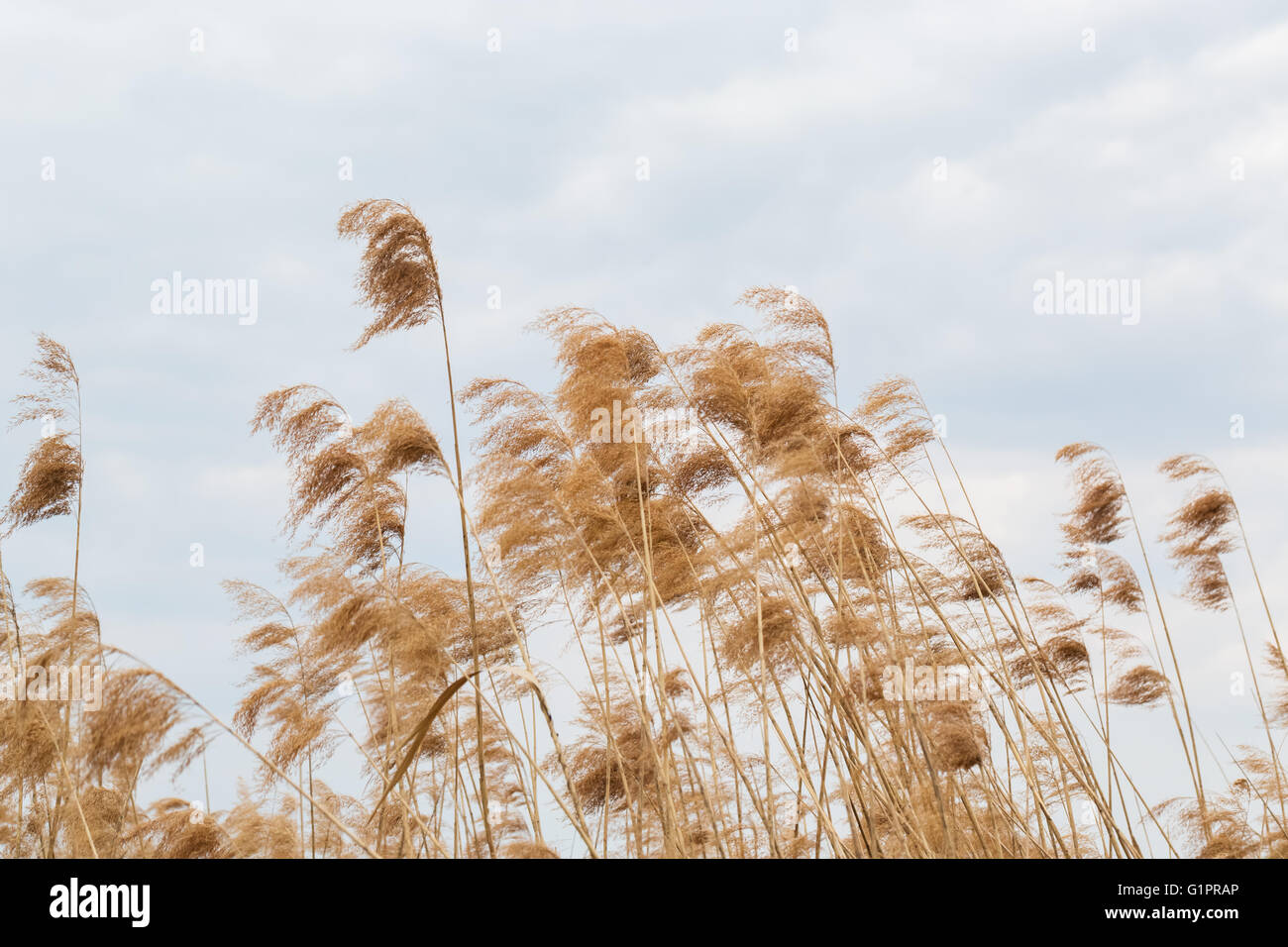 Blue weeds hi-res stock photography and images - Alamy