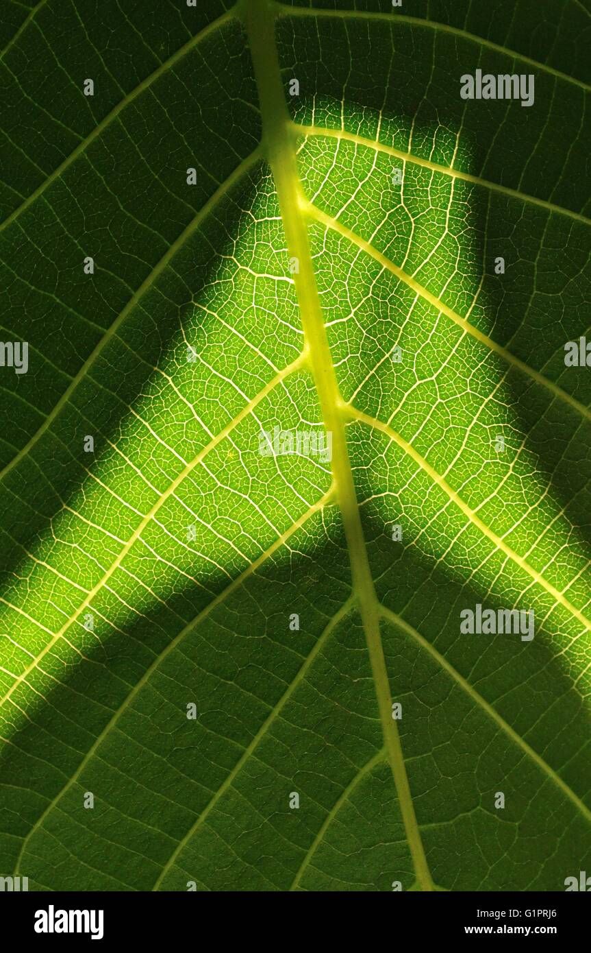 Detail view of green leaf with light and shadow Stock Photo - Alamy