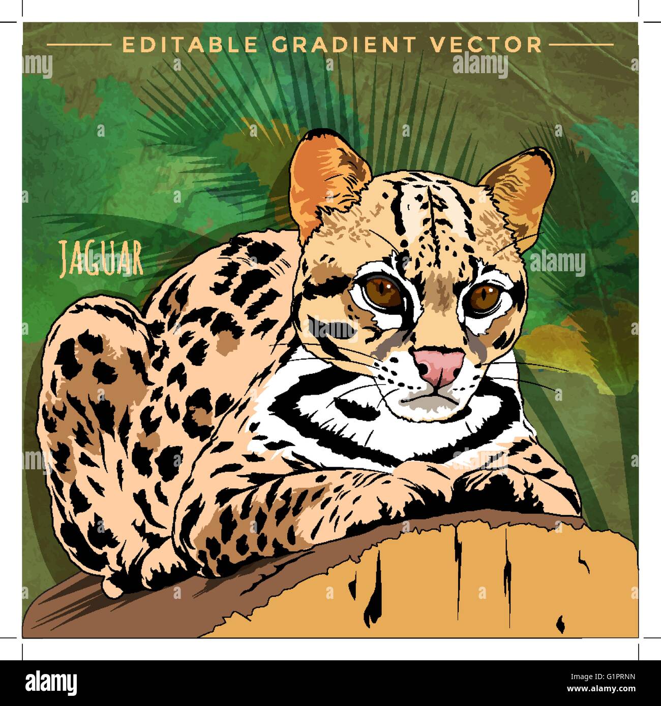 Wild Cats. Jaguar Stock Vector Image & Art - Alamy