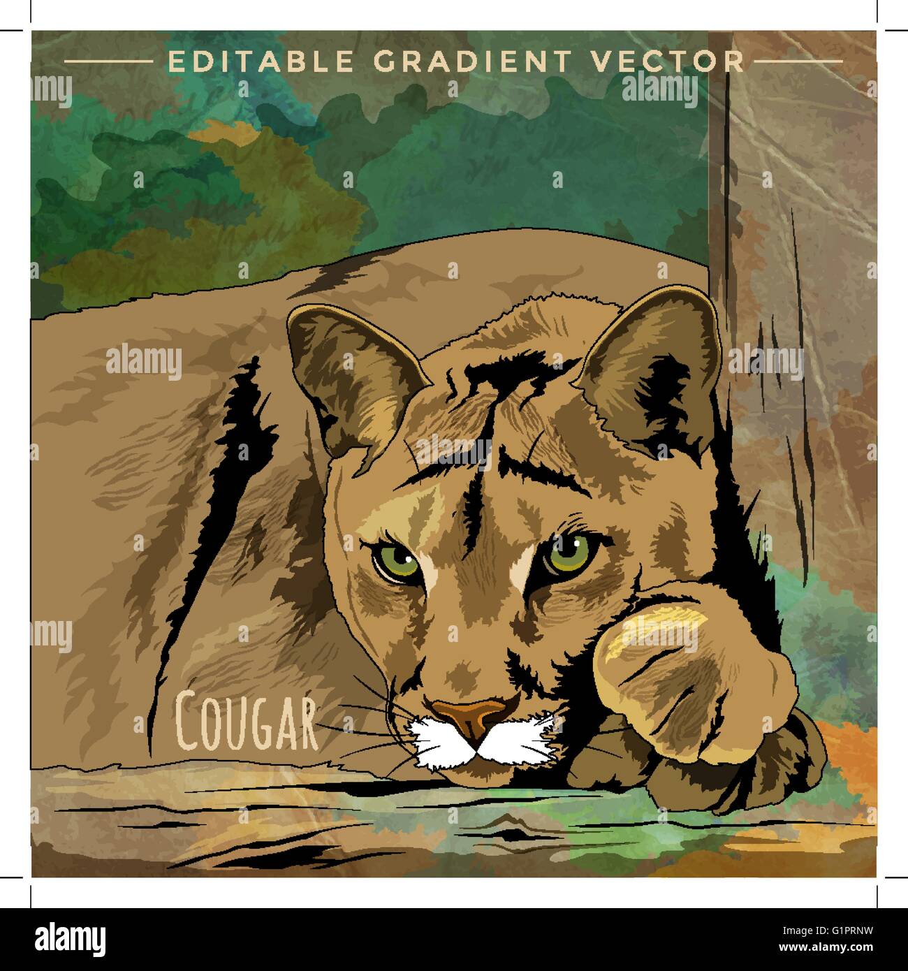 Wild Cats. Cougar Stock Vector Image & Art - Alamy