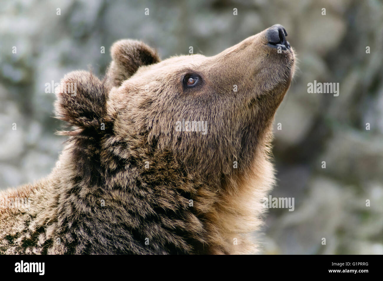 Arcturos bear hi-res stock photography and images - Alamy