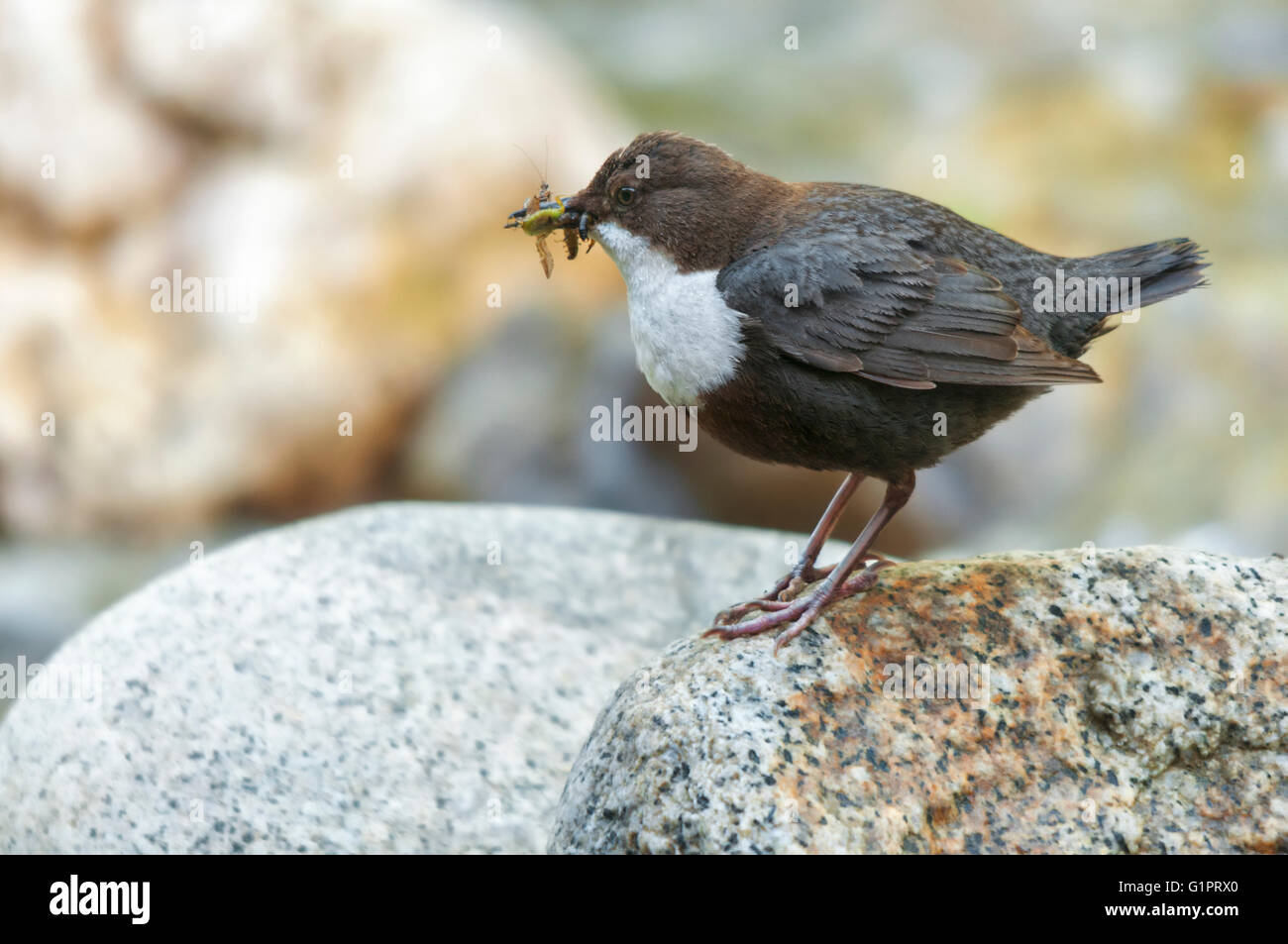 White-throated dipper on a rock with insects food in its bill Stock ...