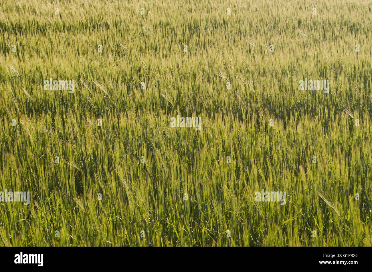 Agricultural texture hi-res stock photography and images - Alamy