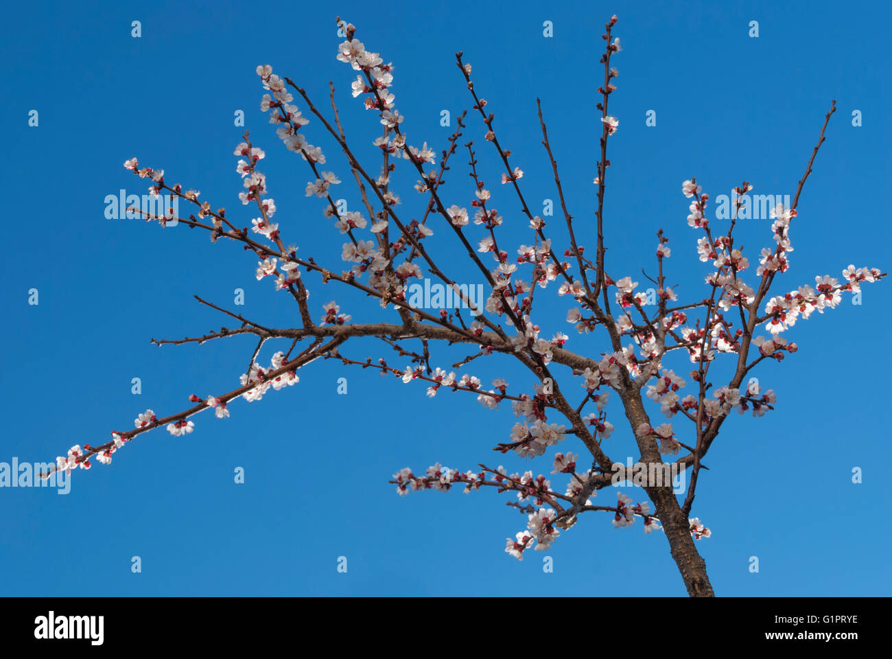 Branch of almond tree with flowers in early spring Stock Photo - Alamy