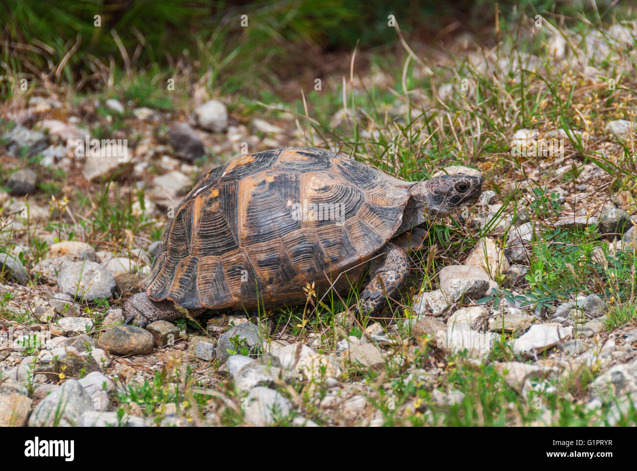 A wild tortoise walking on the ground Stock Photo - Alamy