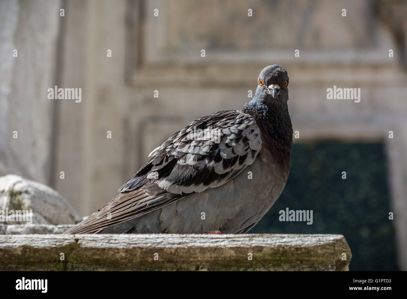 Italy pigeon hi-res stock photography and images - Alamy