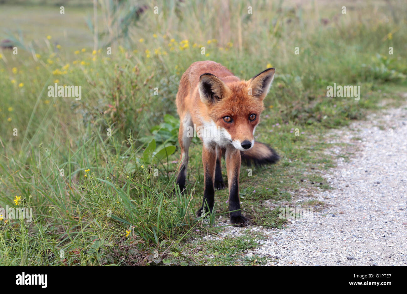 A fox in nature Stock Photo - Alamy