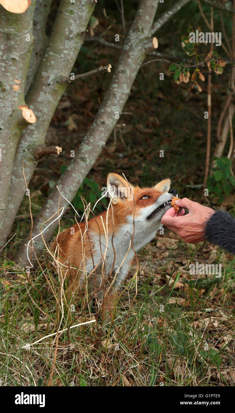 Red fox with food hi-res stock photography and images - Alamy