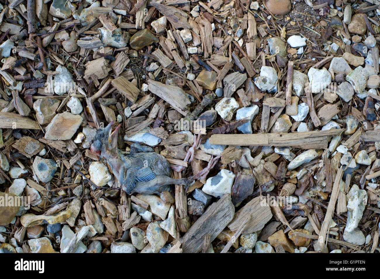 dead baby bird on gravel path in sir harold hillier gardens in romsey ...