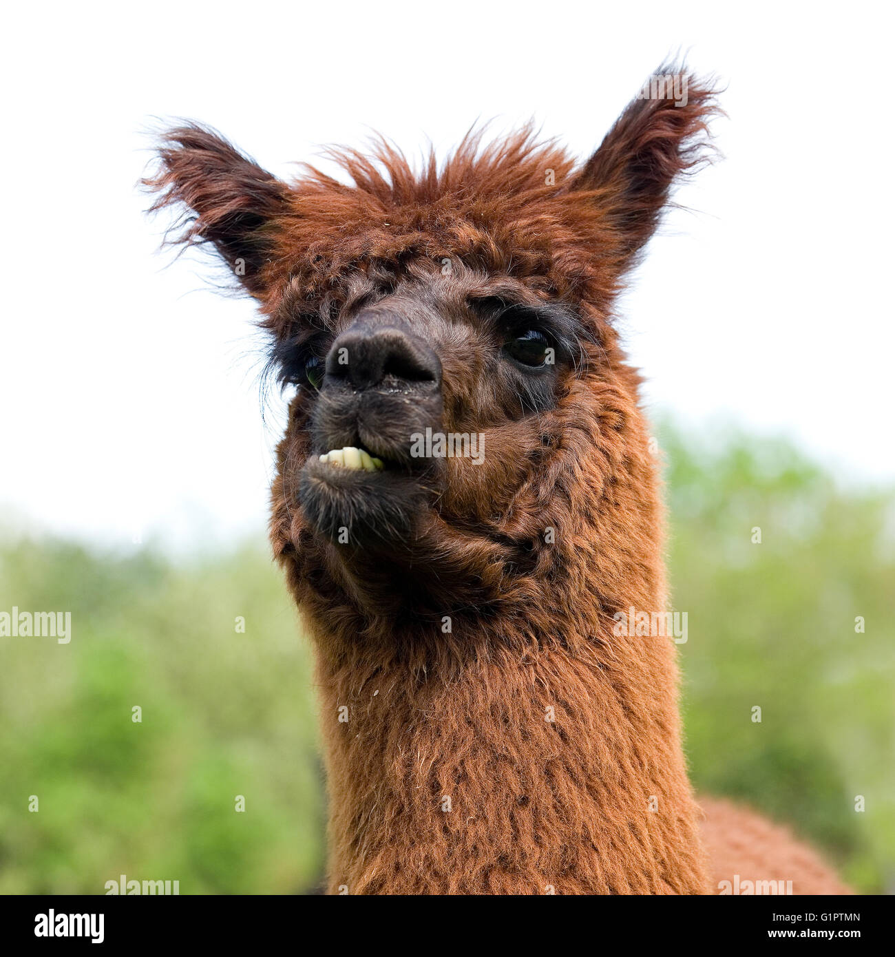 Alpaca spitting hi-res stock photography and images - Alamy