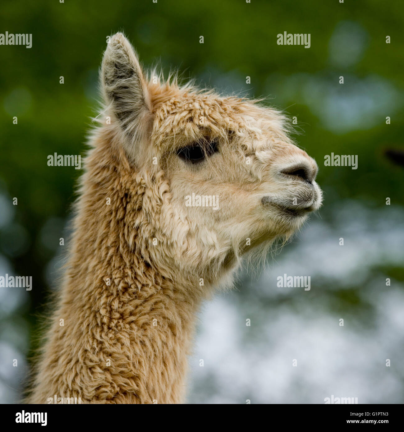 Side view of adult alpaca hi-res stock photography and images - Alamy