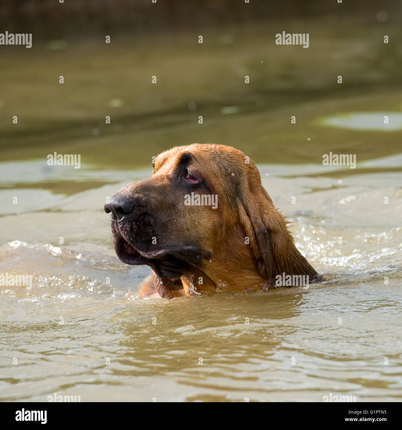 Bloodhound Swimming High Resolution Stock Photography and Images - Alamy