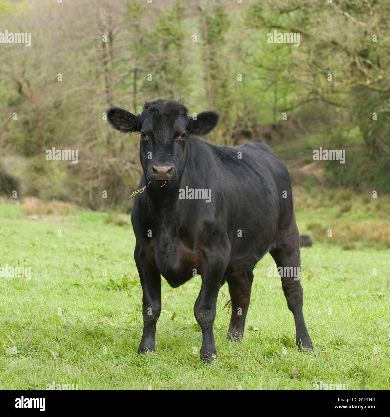 aberdeen angus cow Stock Photo - Alamy