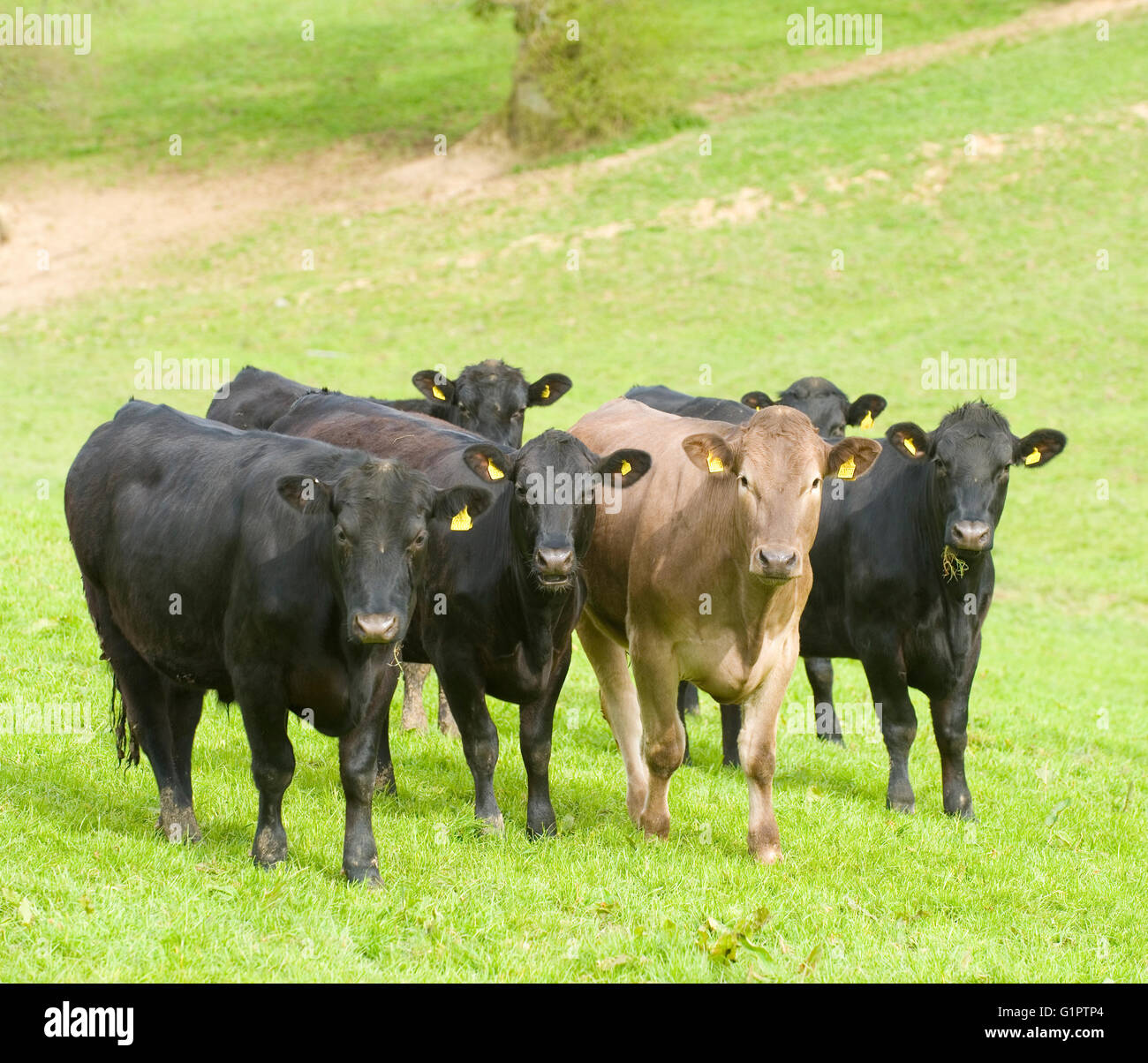 group of cows standing in a field Stock Photo - Alamy
