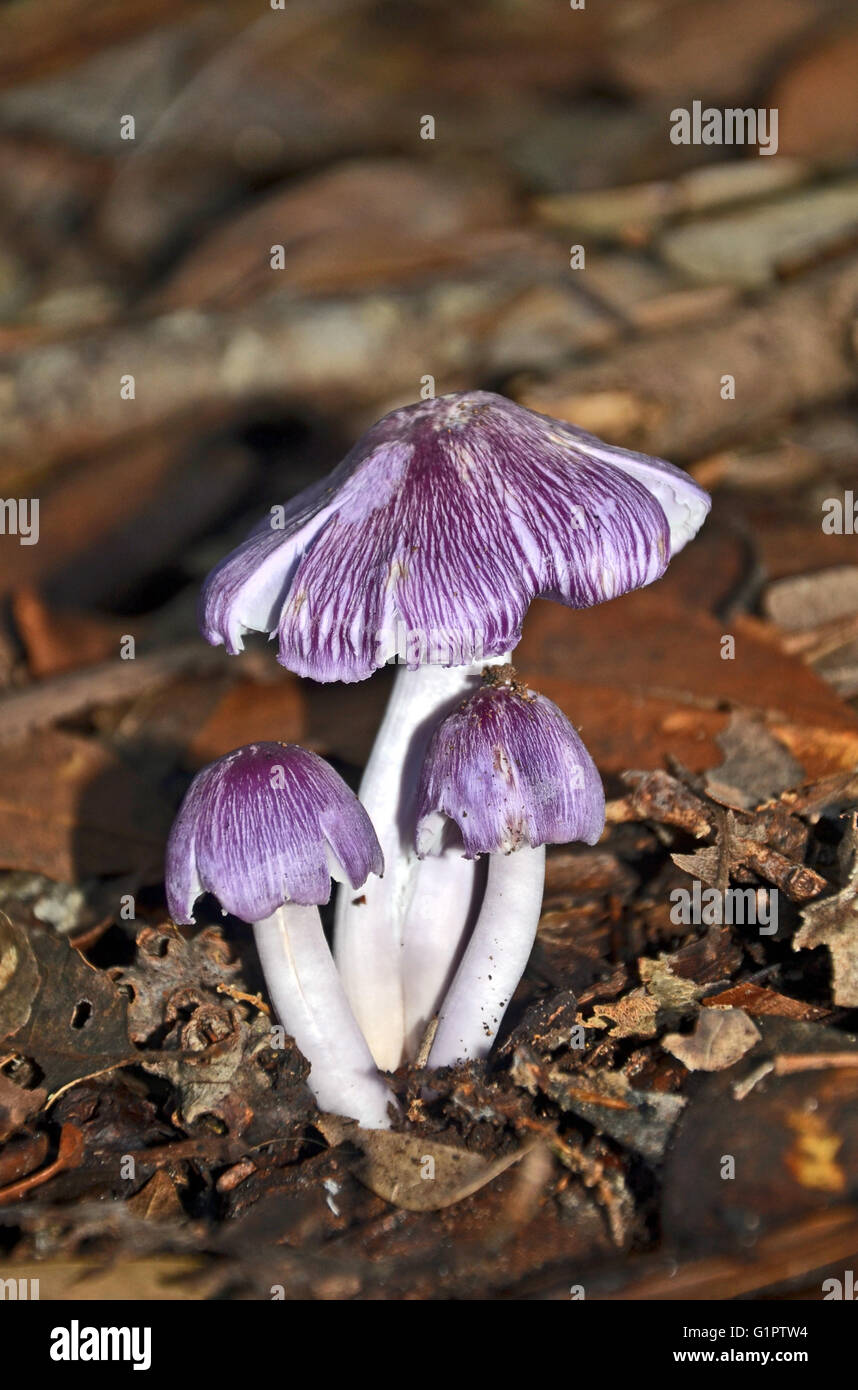 Australian fungi hi-res stock photography and images - Alamy